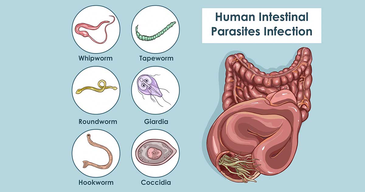7 Signs Of Intestinal Parasites Living Inside Your Body : The Hearty ...