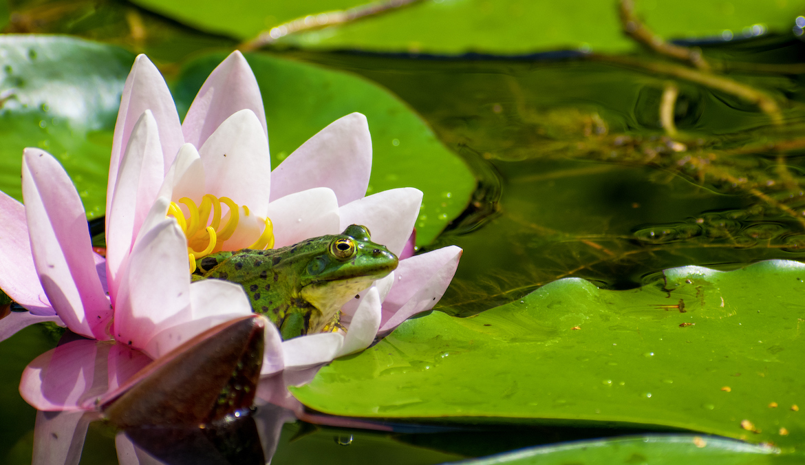 Spiritual Meaning of Frogs: Symbolism & Cultural Insights – P-HealthX