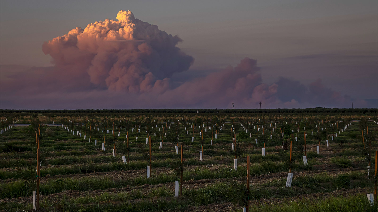 California’s Park Fire is spawning its own smoke thunderclouds – P-HealthX