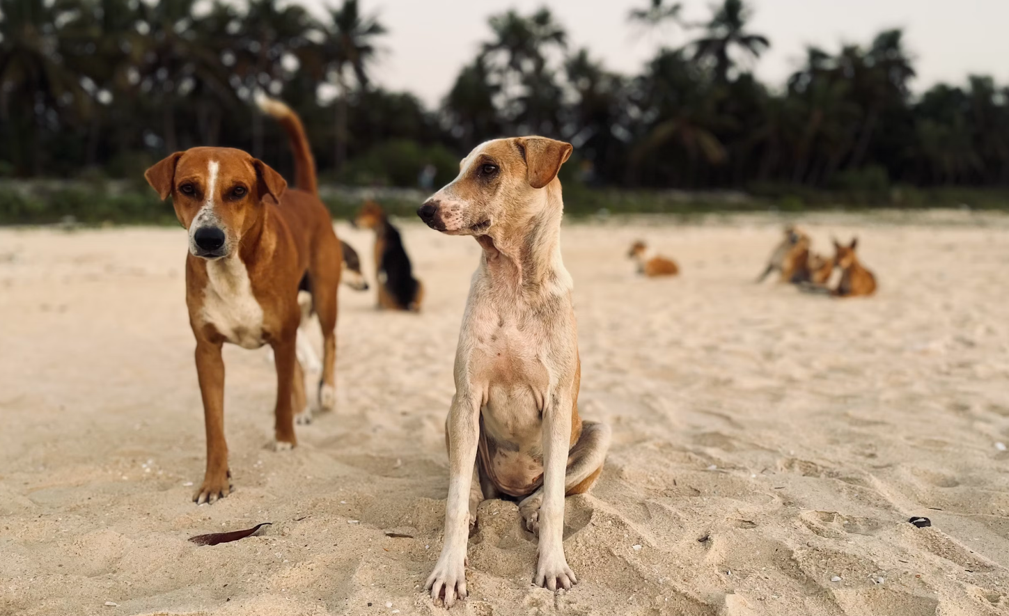 Turkey has approved the culling of millions of dogs – P-HealthX