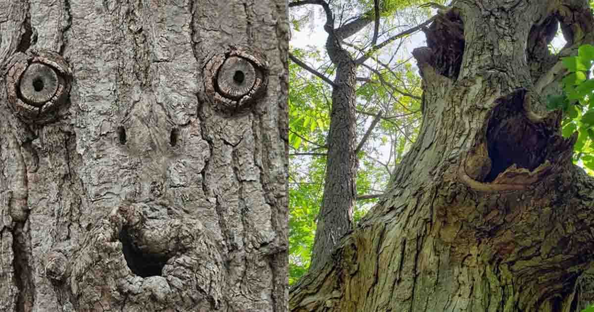 Pareidolia: Why Do We See Faces in Everyday Objects? : The Hearty Soul ...